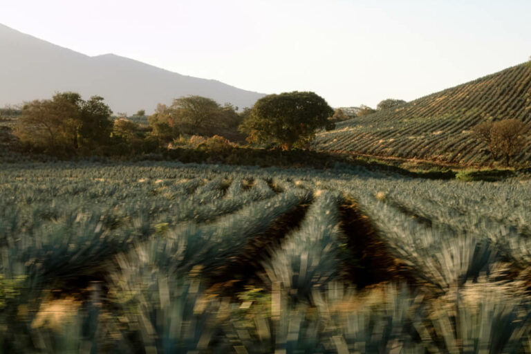 Agave Fields to Bottle: The Artisanal Process of Tequila Making ...